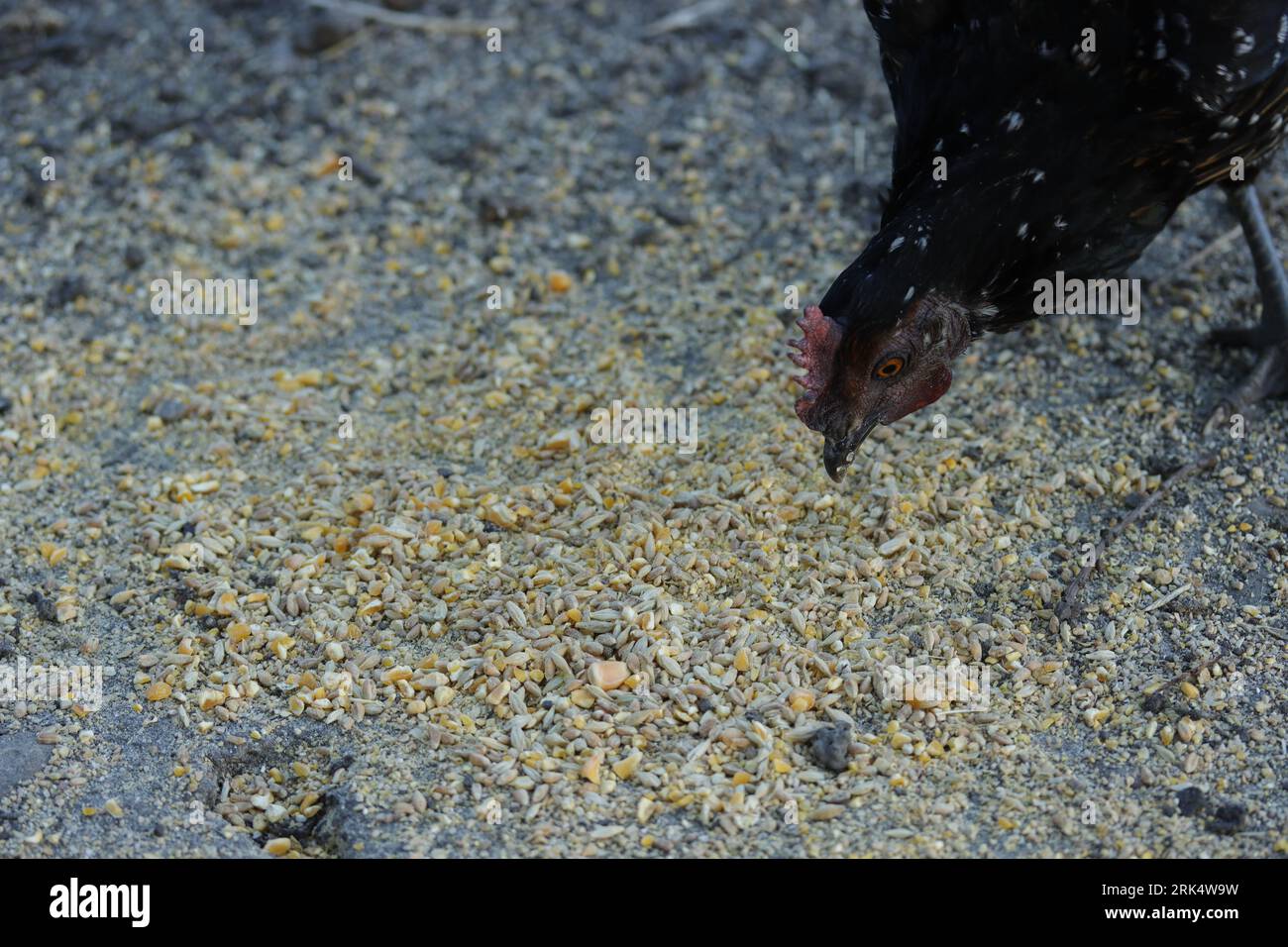 Cubo de gallina hi-res stock photography and images - Alamy
