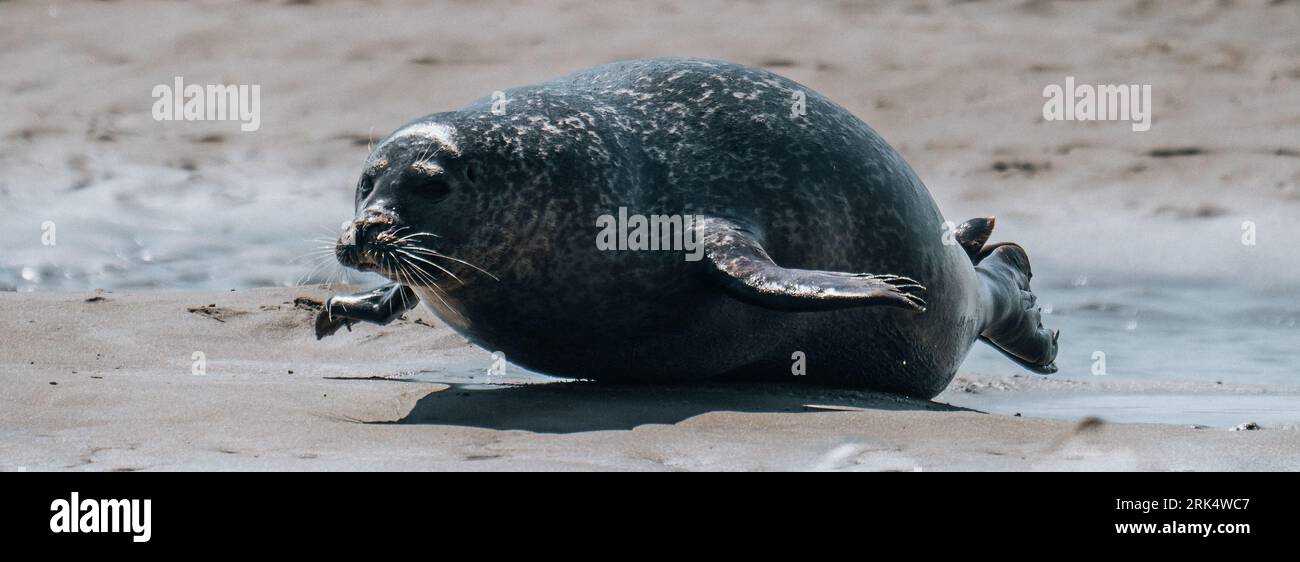 A group of wild seals basking in the sun on the shoreline of the ...