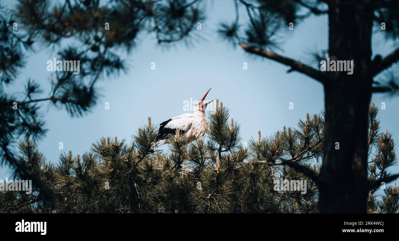 A wild white stork perched atop a barren tree in a serene forest on the ...