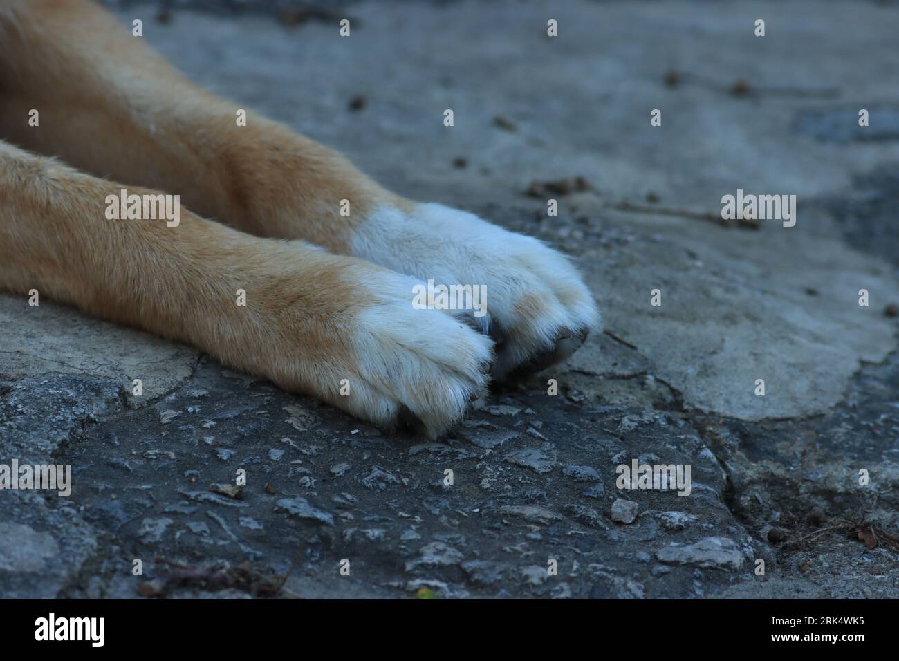 Mestizo mestizo hi-res stock photography and images - Alamy