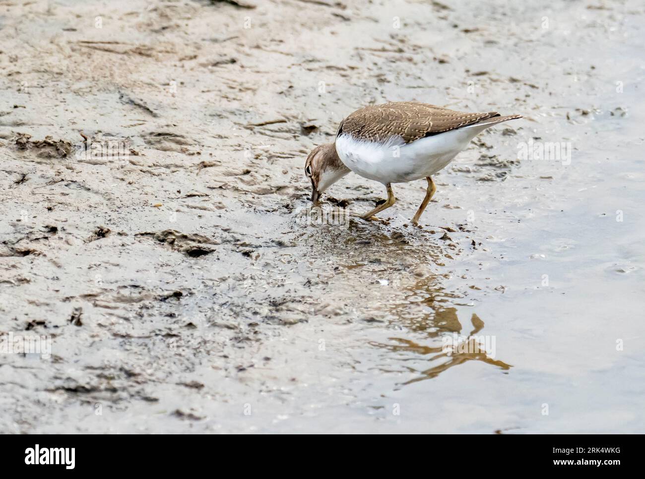 Common sandpiper actitis hypoleucos leighton hi-res stock photography ...