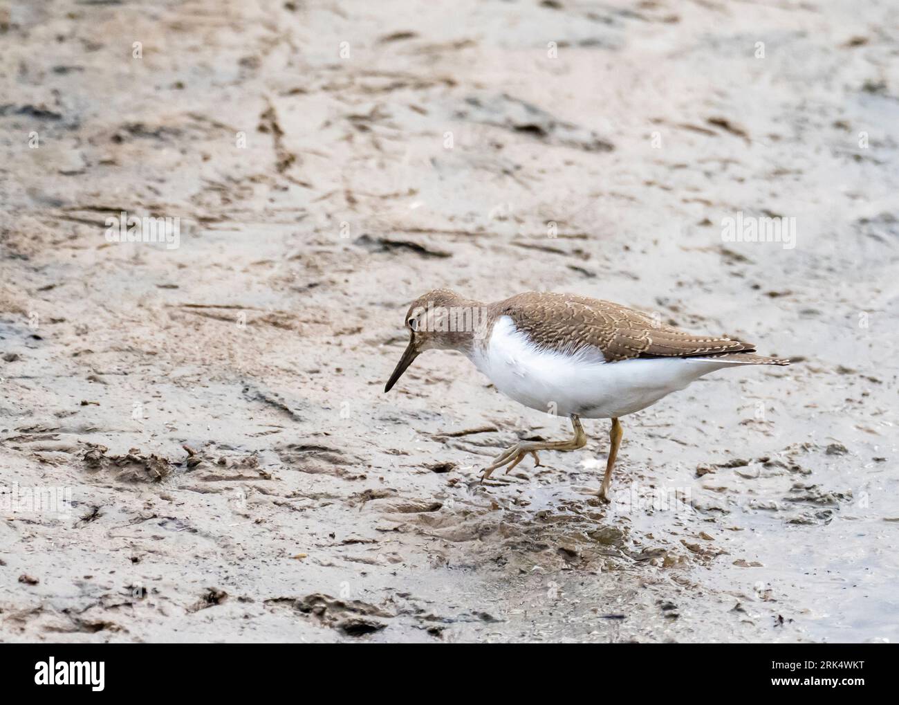 Common sandpiper actitis hypoleucos leighton hi-res stock photography ...