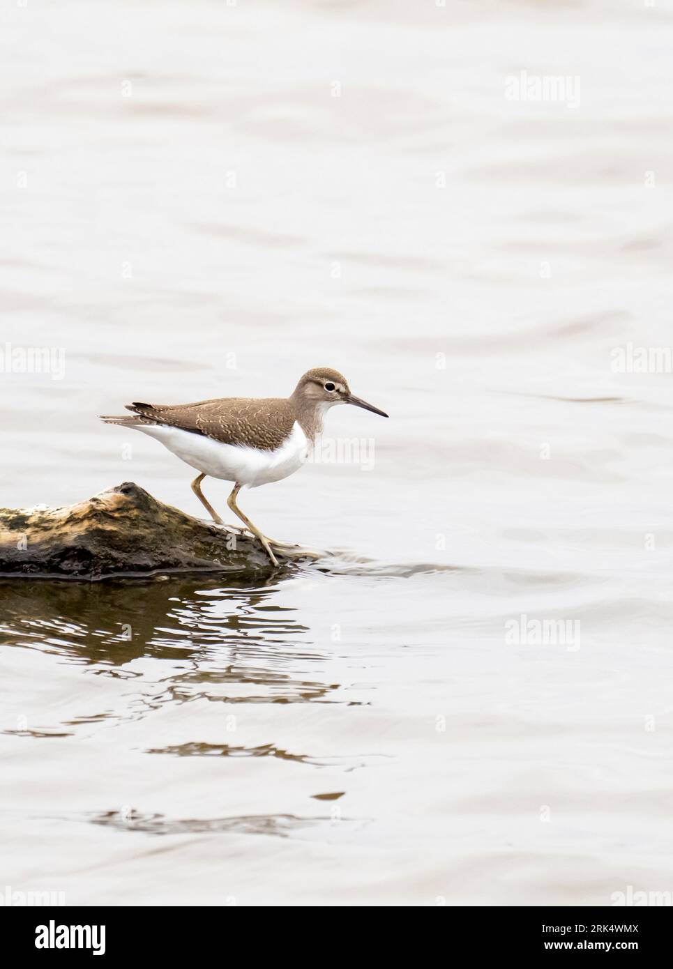 Common sandpiper actitis hypoleucos leighton hi-res stock photography ...