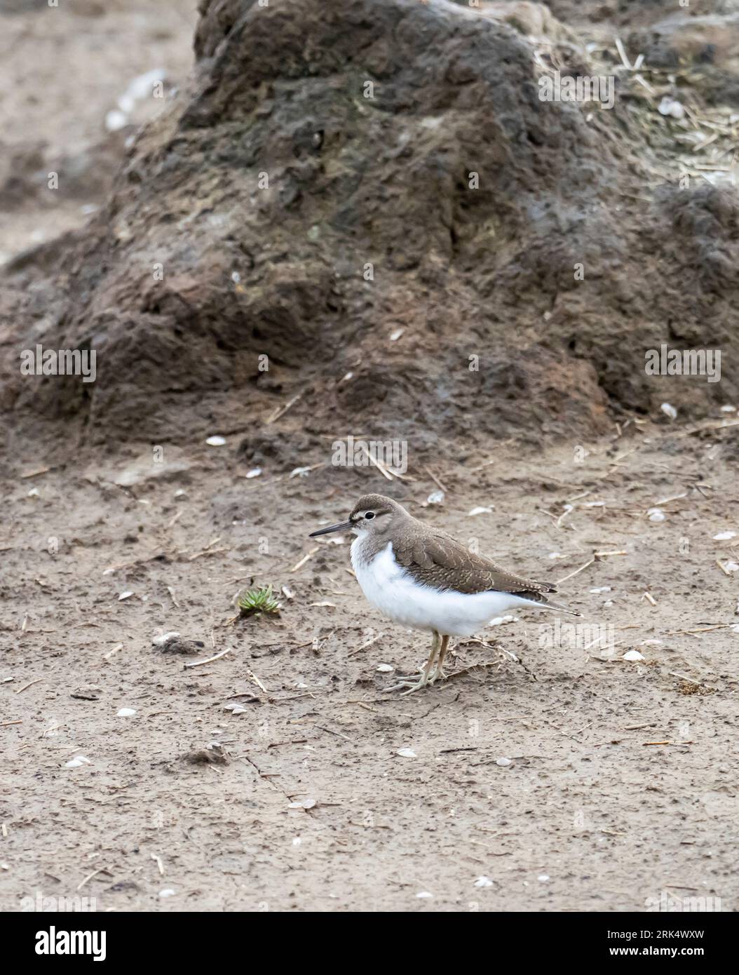 Common sandpiper actitis hypoleucos leighton hi-res stock photography ...