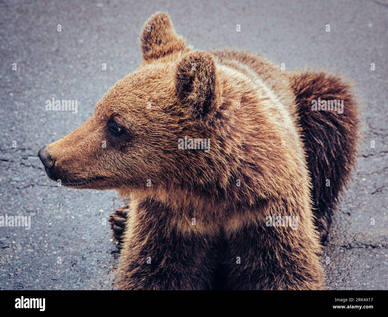 A lone grizzly bear sits on an asphalt pavement, observing its ...