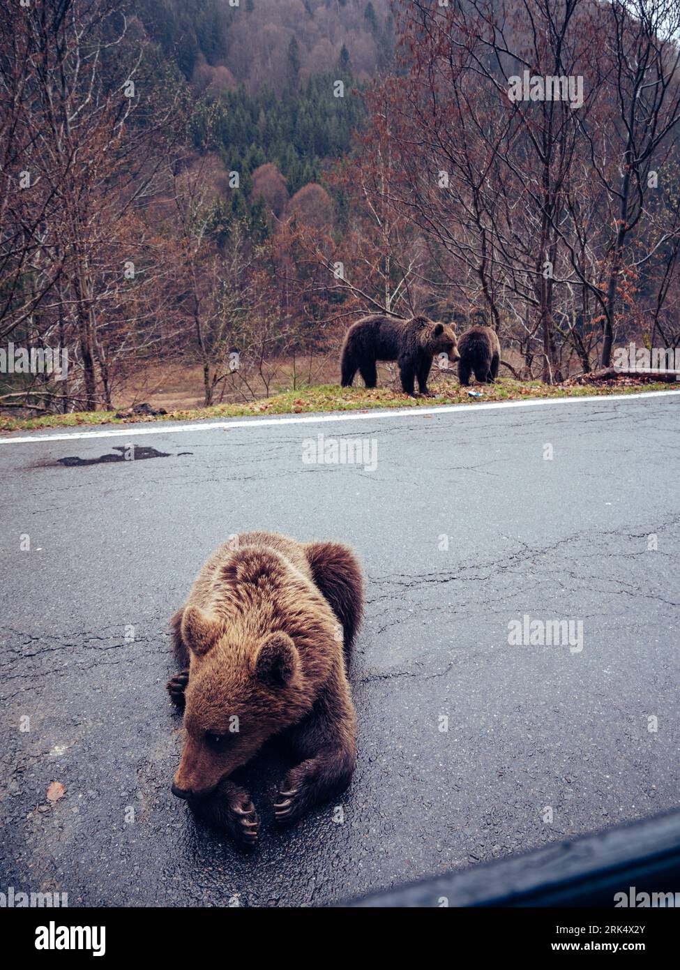 Three brown bears walking across a road, with the middle bear in full ...
