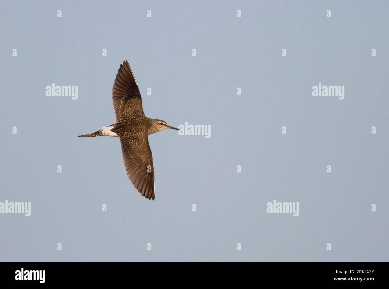Bosruiter, Wood Sandpiper, Tringa glareola, Cyprus, adult, breeding ...