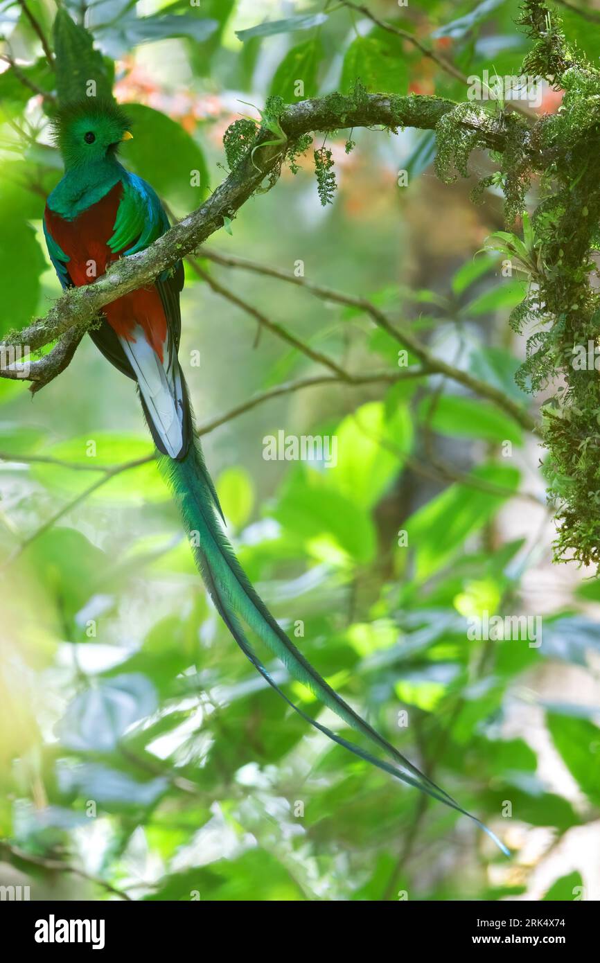 National bird of guatemala hi-res stock photography and images - Alamy
