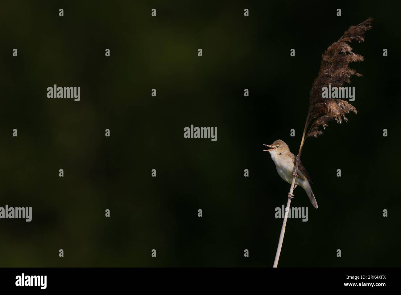 Adult male Blyth's Reed Warbler (Acrocephalus dumetorum) at Voorburg in ...
