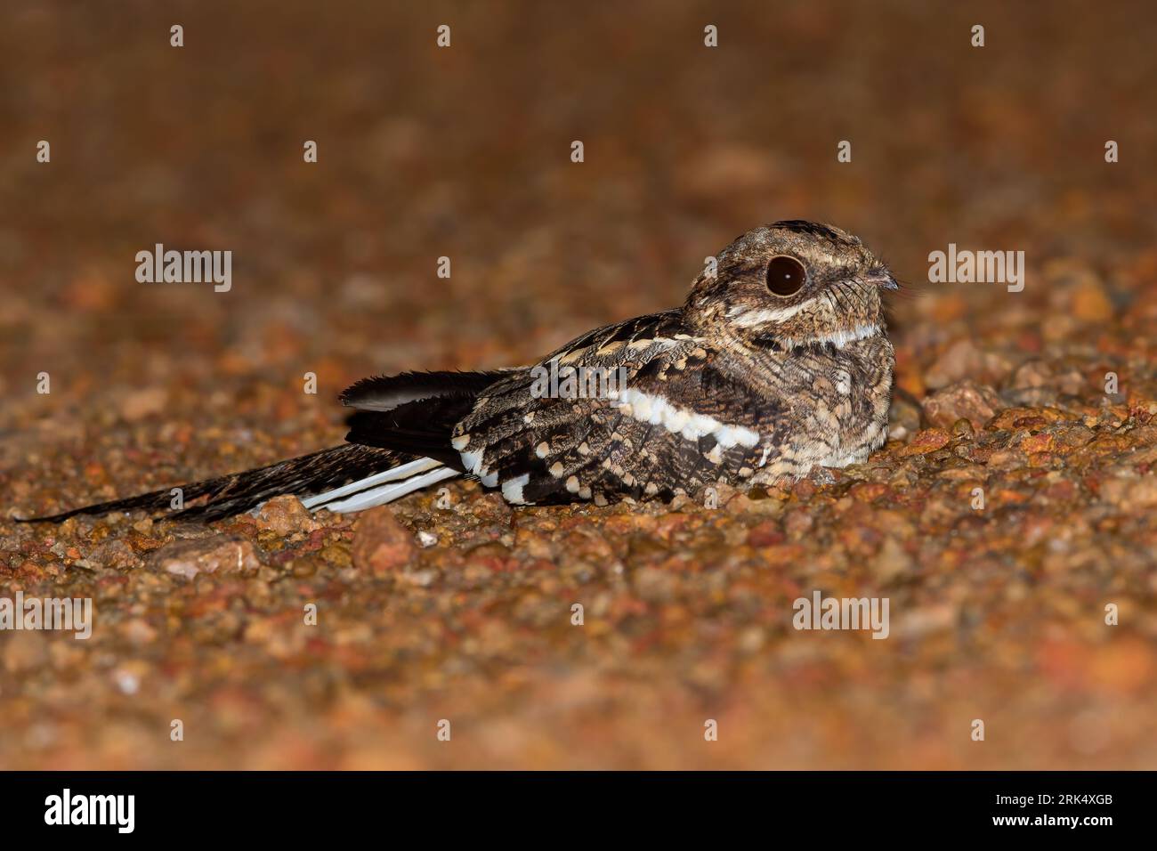 Long-tailed Nightjar (Caprimulgus climacurus) perched on the ground in ...