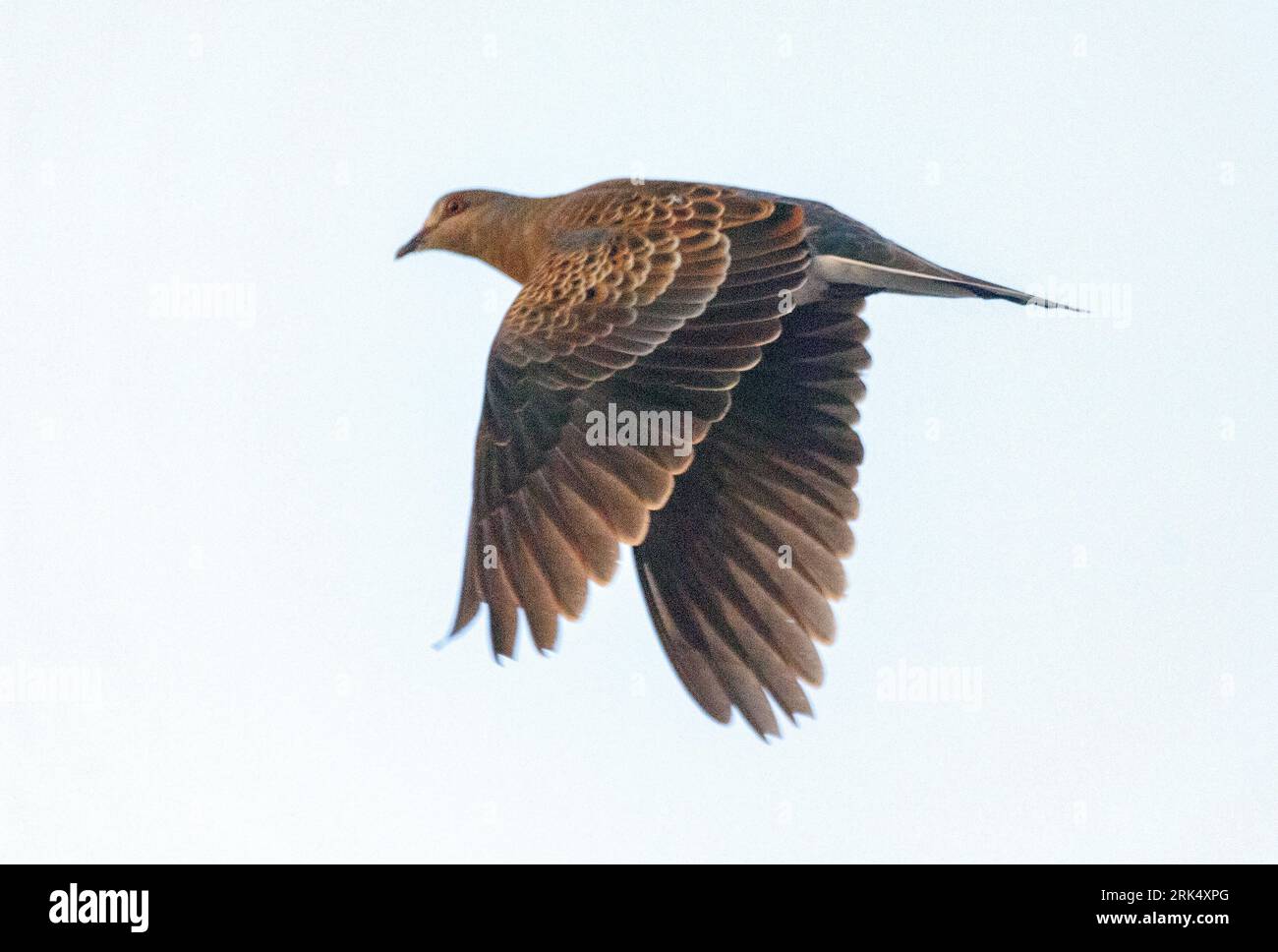 Autumn vagrant first-winter Oriental Turtle Dove (Streptopelia ...