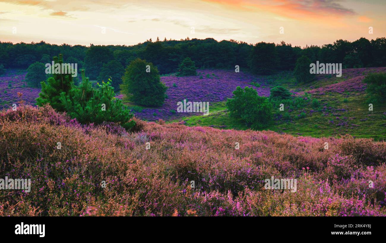 Blooming Heather fields, purple pink heather in bloom, blooming heater ...