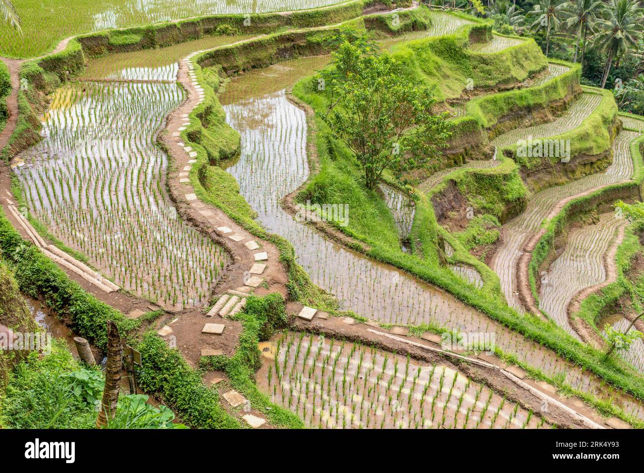 Beautiful rice terraces in Tegalalang village, Ubud, Bali, Indonesia ...