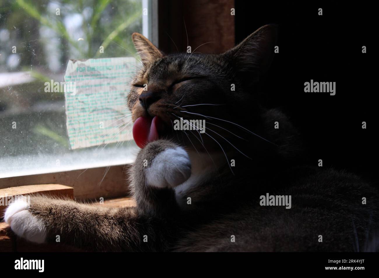 A tabby cat on a window sill, extending its tongue to lick its paw ...