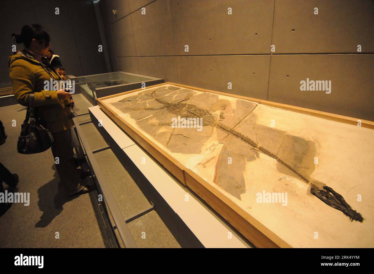 Ichthyosaurus natural history museum hi-res stock photography and ...