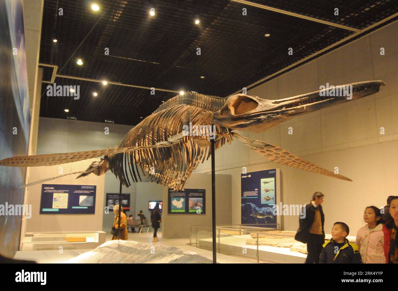 Shastasaurus hi-res stock photography and images - Alamy