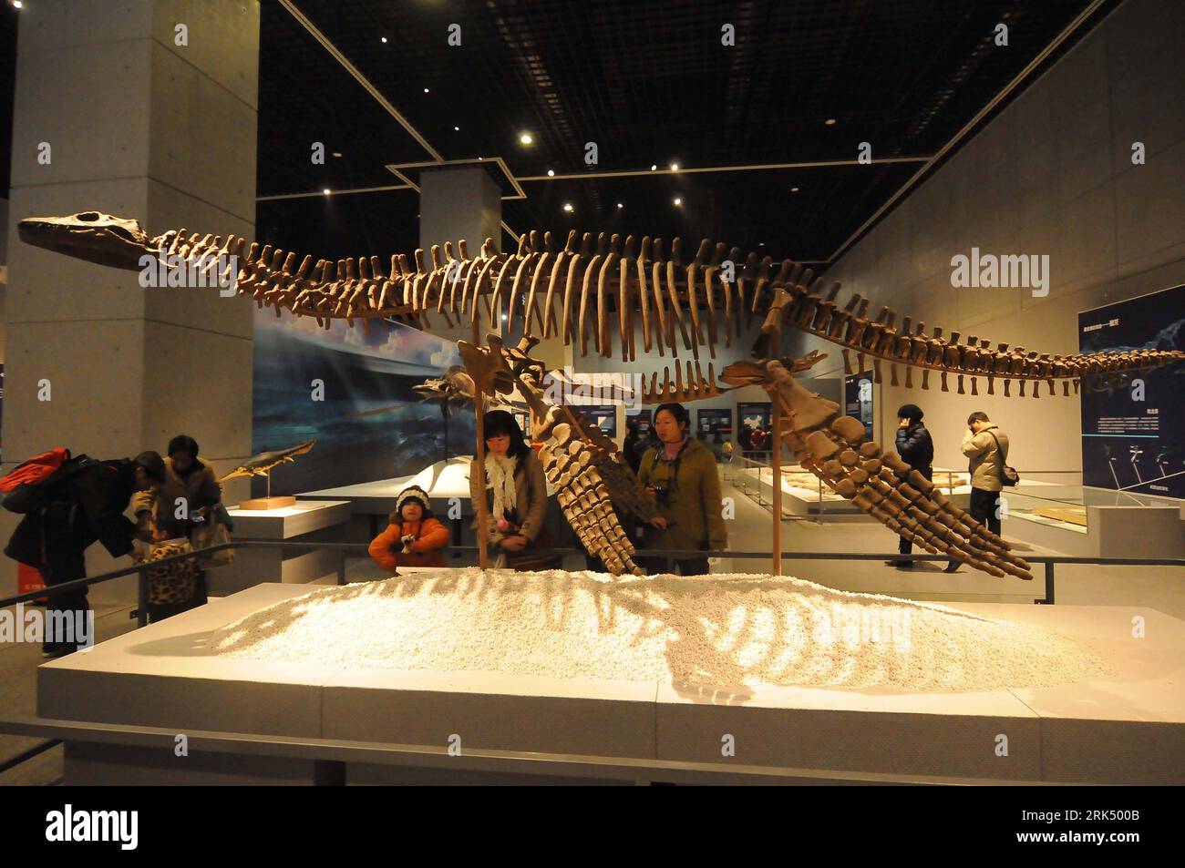 Ichthyosaurus natural history museum hi-res stock photography and ...