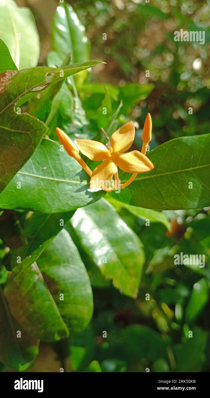 A vibrant yellow Gardenia flower grows in the center of a lush green ...