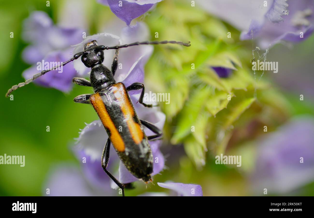 A closeup image of an Anoplodera bug perched on the petals of a flower ...