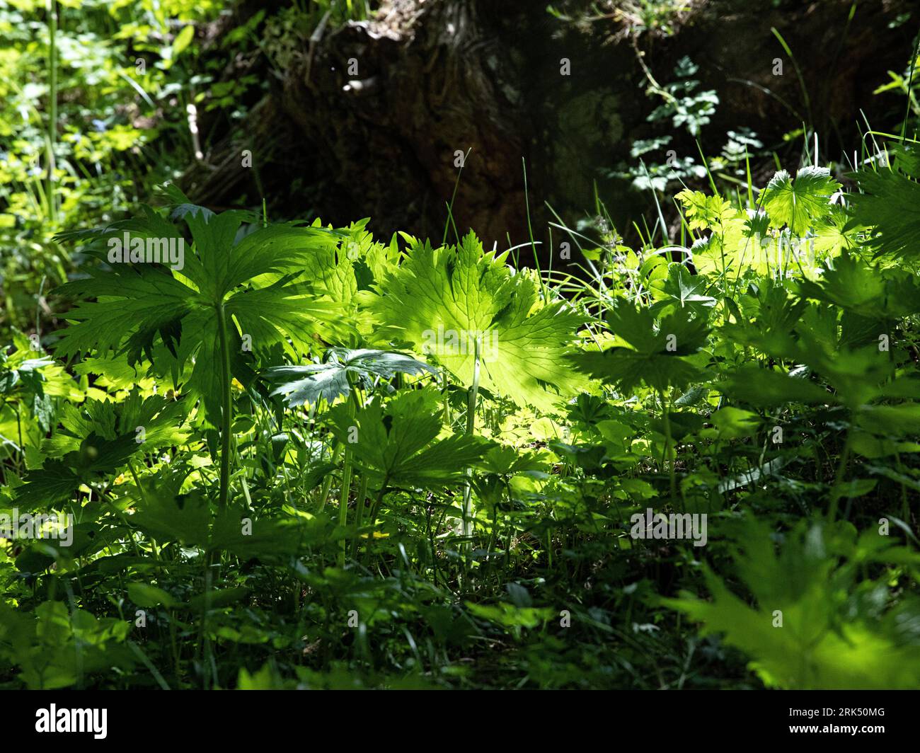 Beautiful shot lush forest hi-res stock photography and images - Alamy