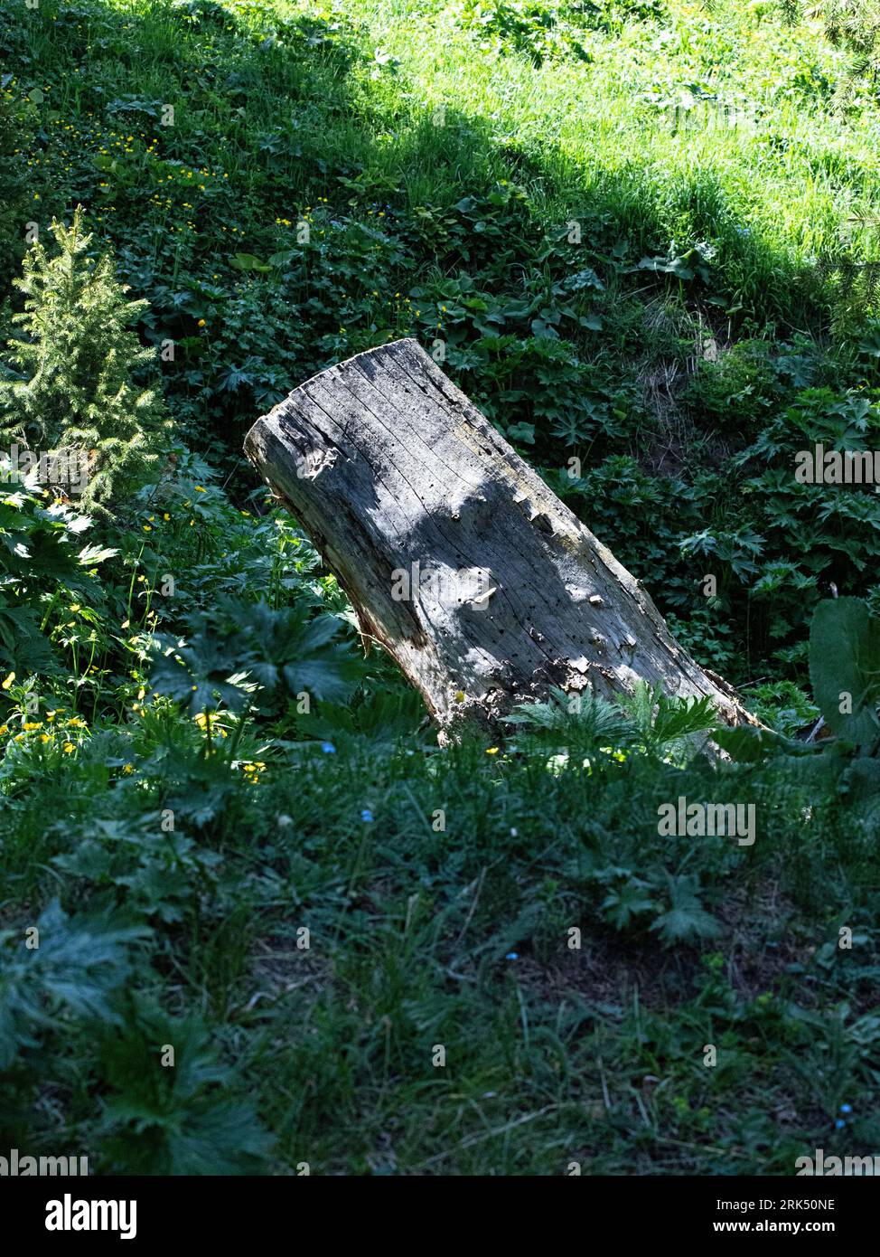 A decaying tree stump lying on a grassy patch in a lush woodland ...