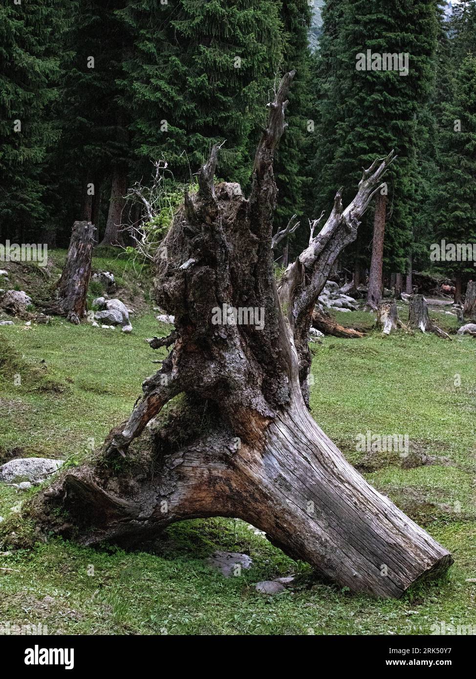 A decaying tree stump lying on a grassy patch in a lush woodland ...