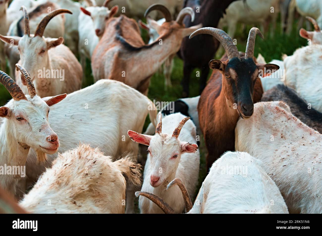A group of goats, all with large and distinctive horns, are standing ...