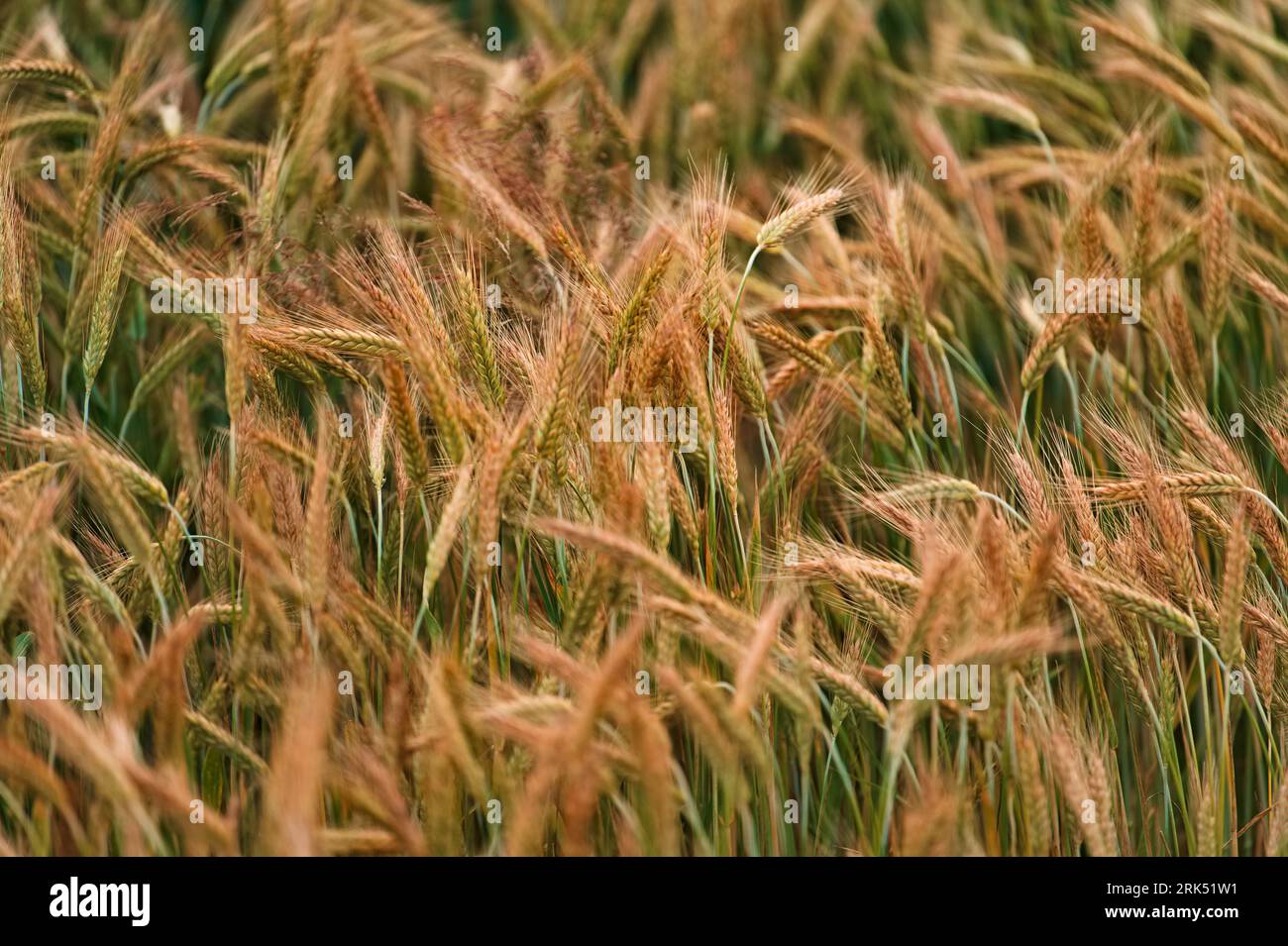 A scenic landscape featuring a lush green field of tall wheat, swaying ...