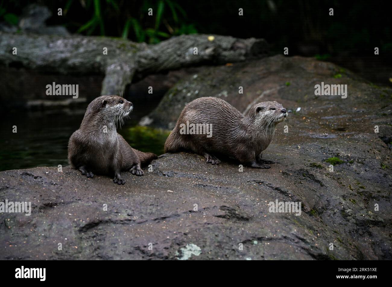London, UK. 24th Aug, 2023. Otters at the London Zoo's Annual Weigh In ...