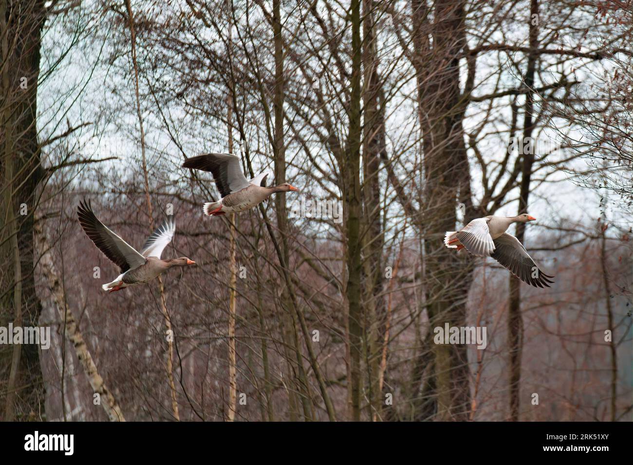 Four large birds soaring through a wintery landscape, surrounded by ...