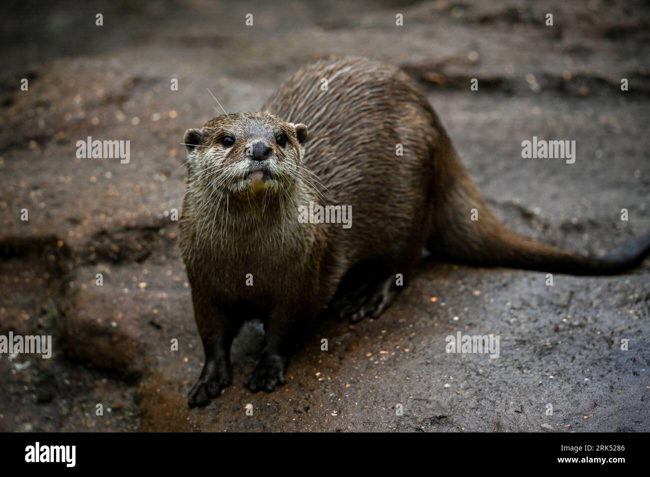 London, UK. 24th Aug, 2023. Otters at the London Zoo's Annual Weigh In ...