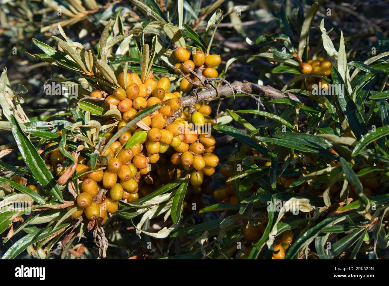 Hippophae rhamnoides, sea-buckthorn berries Stock Photo - Alamy