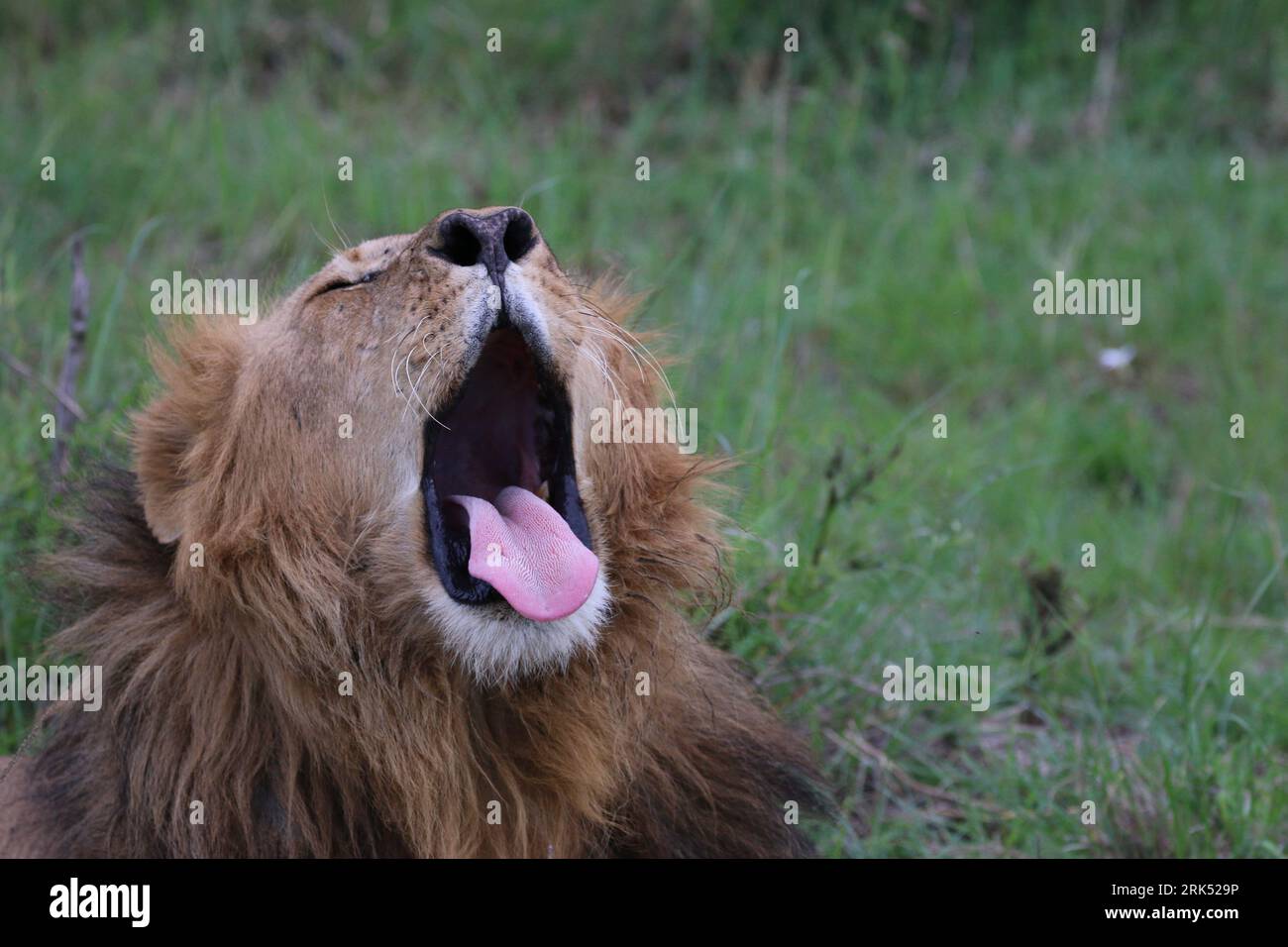 Yawing lion hi-res stock photography and images - Alamy