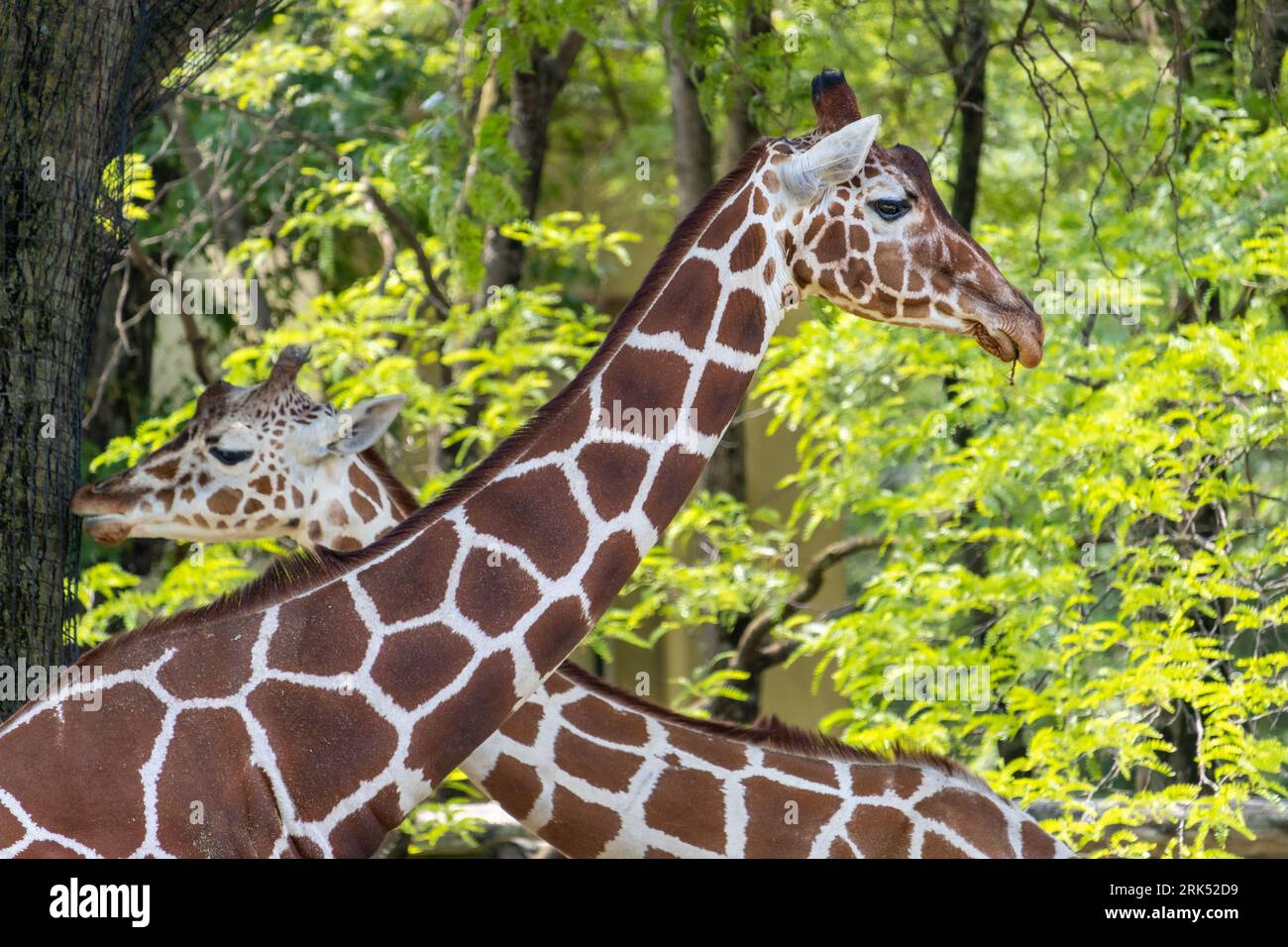 Two giraffes standing side-by-side in a lush green jungle environment ...