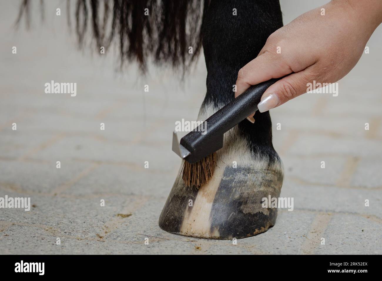 A close-up of a woman cleaning the hoof of a black horse with a brush ...