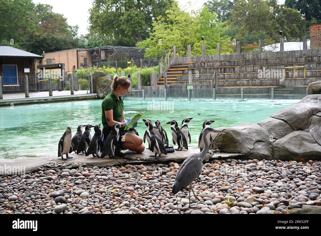 London, UK. 24th Aug, 2023. Penguins at the London Zoo's Annual Weigh ...