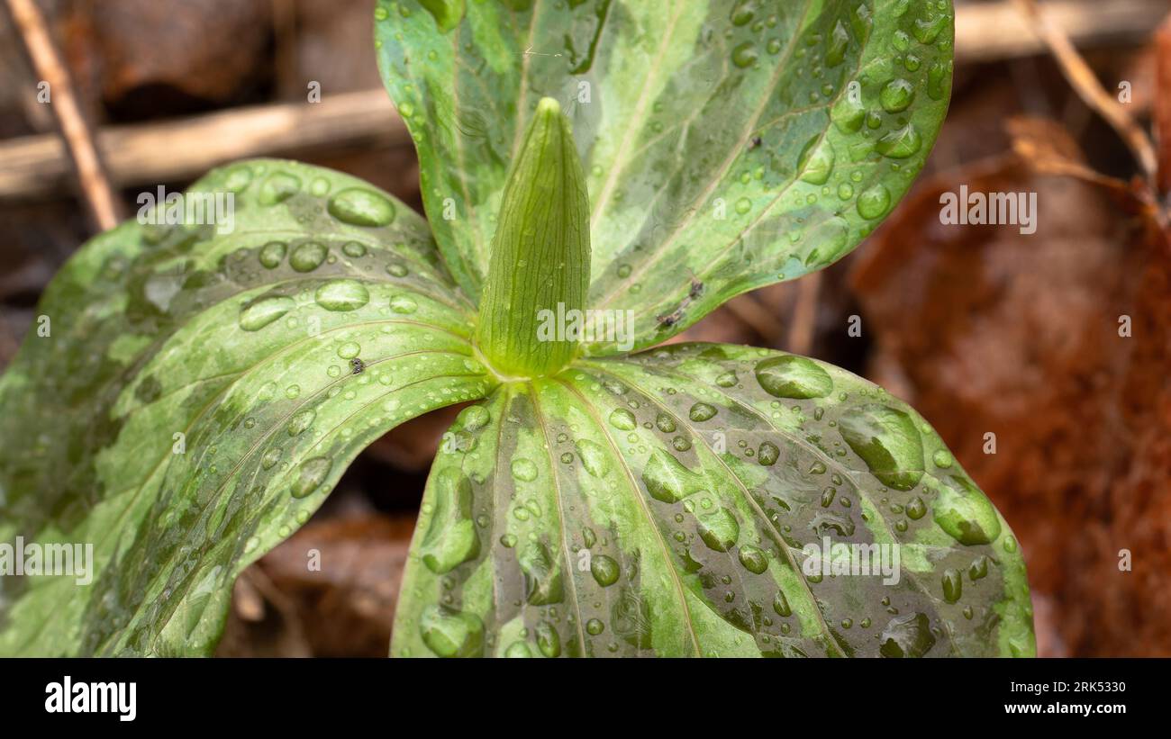 Pretty betsy hi-res stock photography and images - Alamy