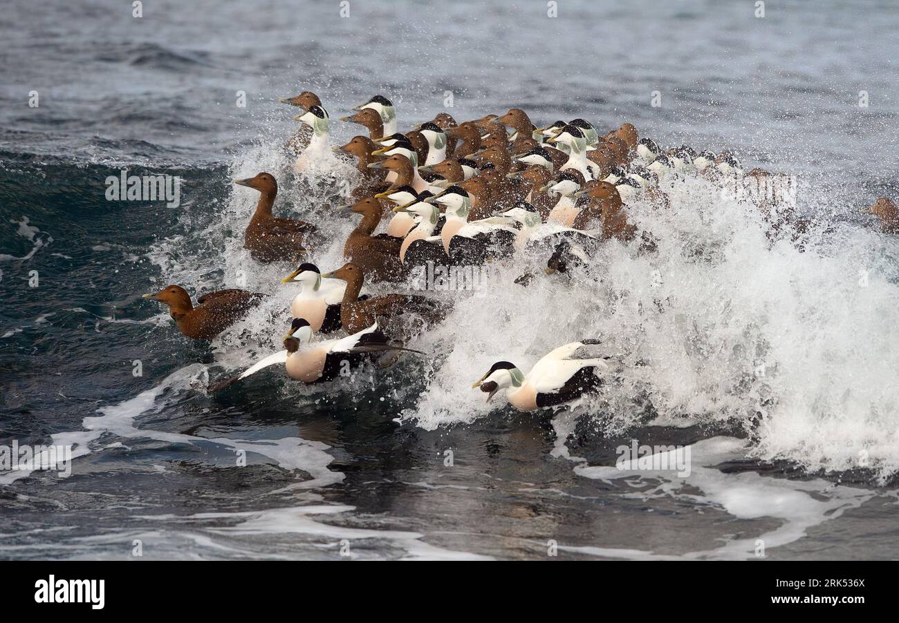 Flock of Common Eiders (Somateria mollissima) swimming in the surf of ...