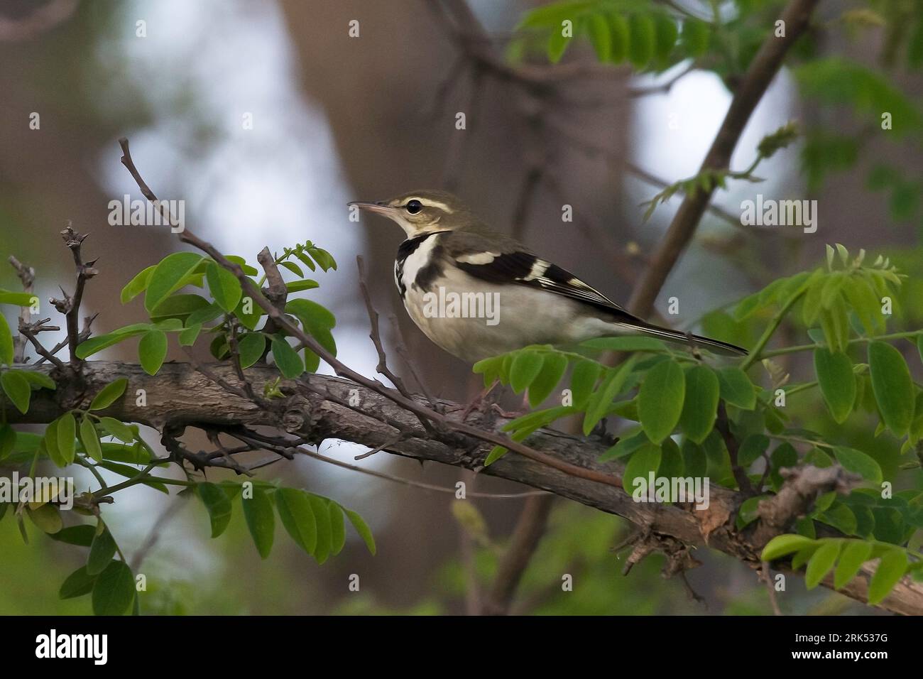 Forest wagtail perched on hi-res stock photography and images - Alamy