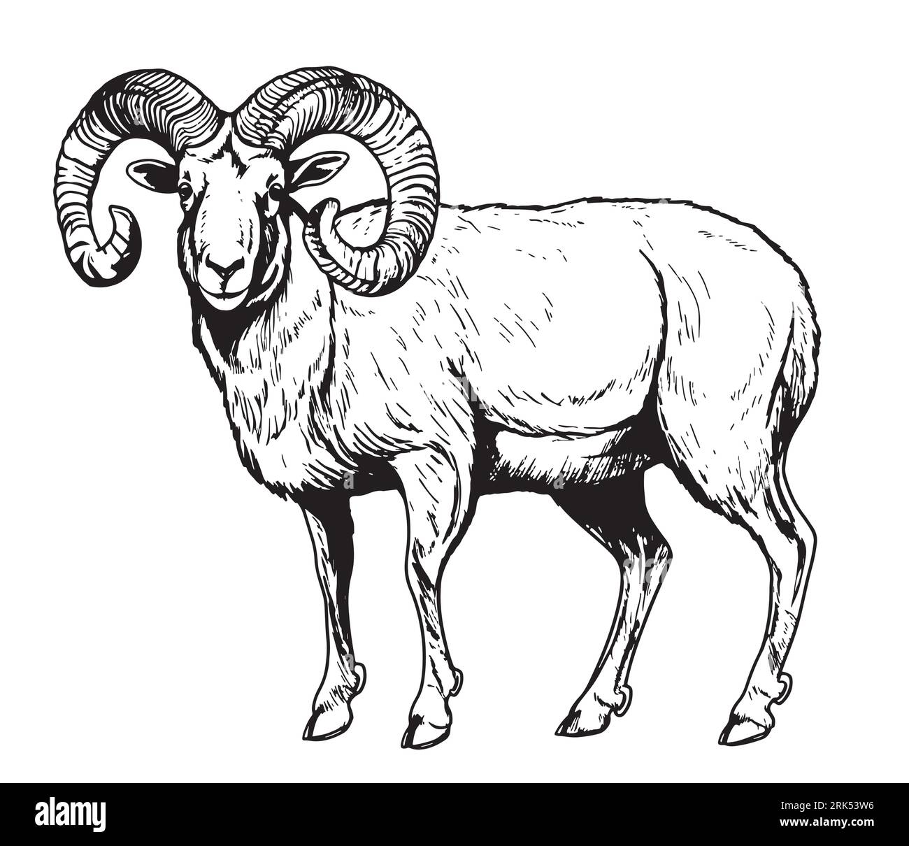 Sheep ram farm hand drawn sketch illustration Cattle Stock Vector Image ... Sheep ram farm hand drawn sketch illustration Cattle Stock Vector Image ...