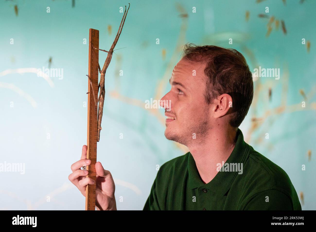 A member of staff measures a Stick Insect during the annual weigh-in at ...