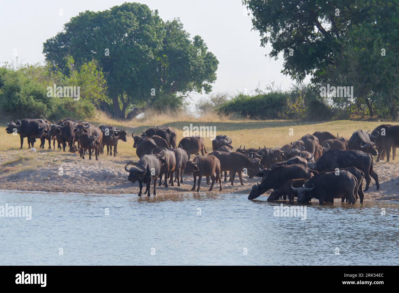 A herd of African buffalo cross a river in the Chobe National Park in ...