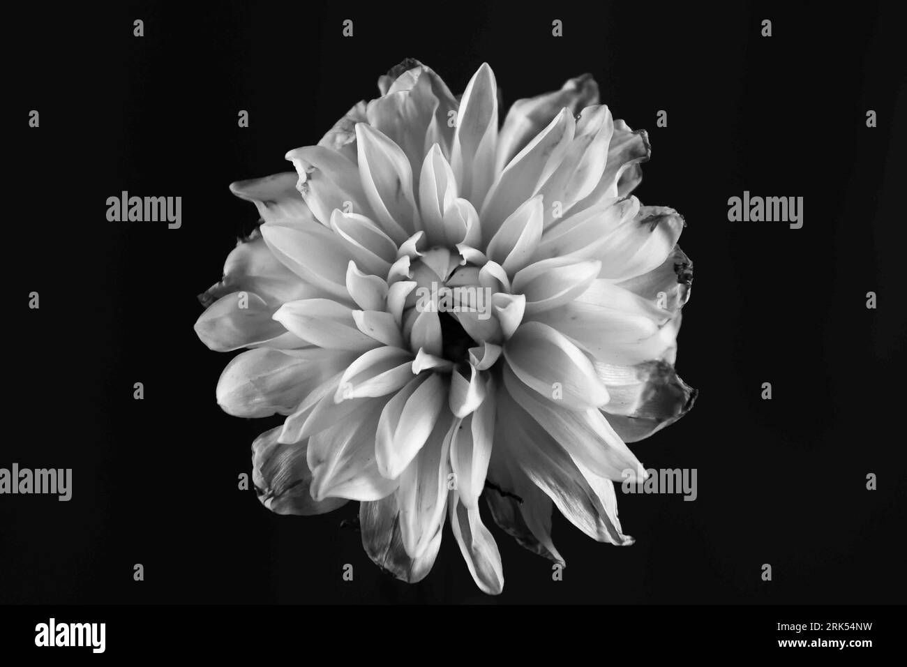 A grayscale closeup featuring a delicate white Georgina flower in full ...