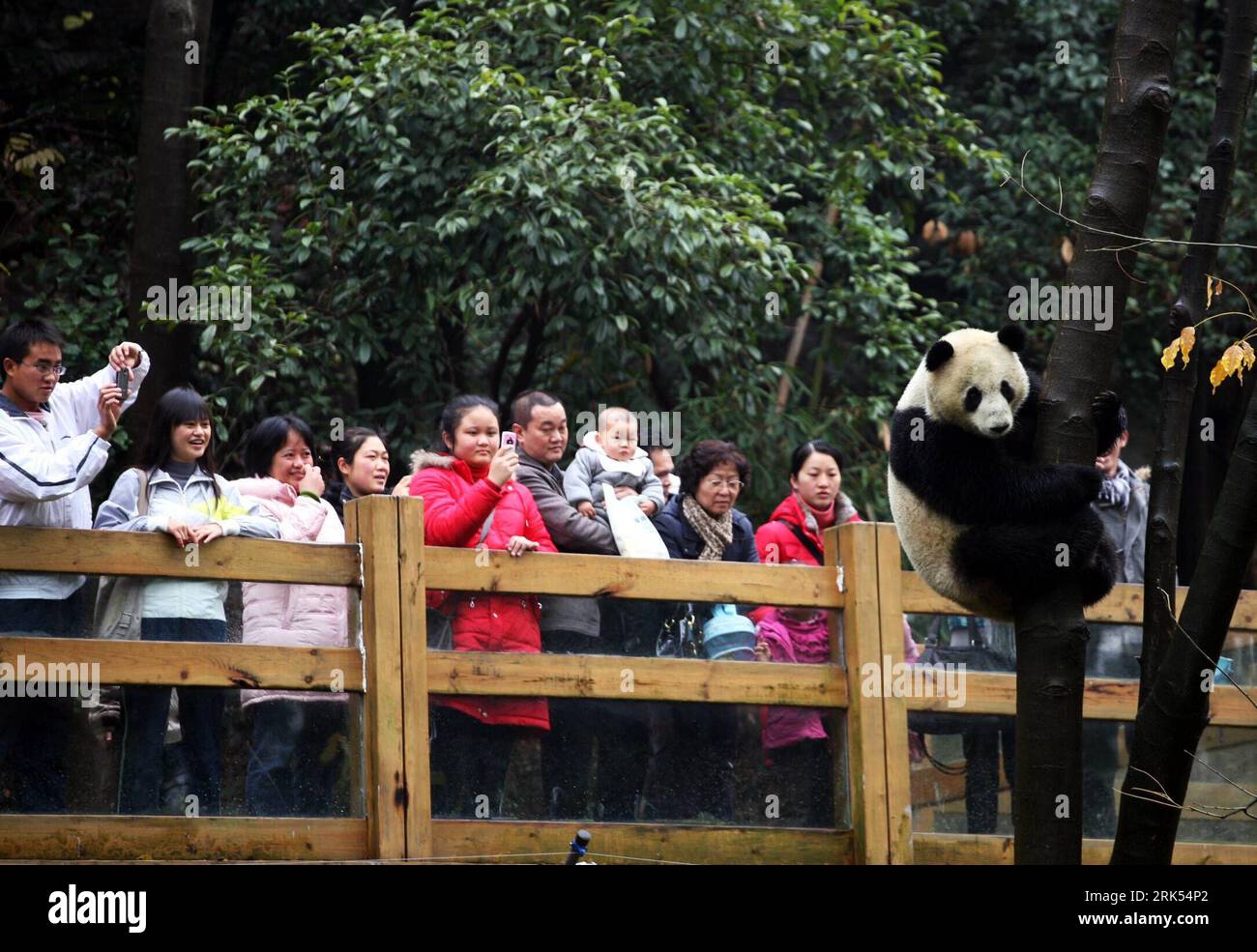 Riesenpanda kai kai hi-res stock photography and images - Alamy