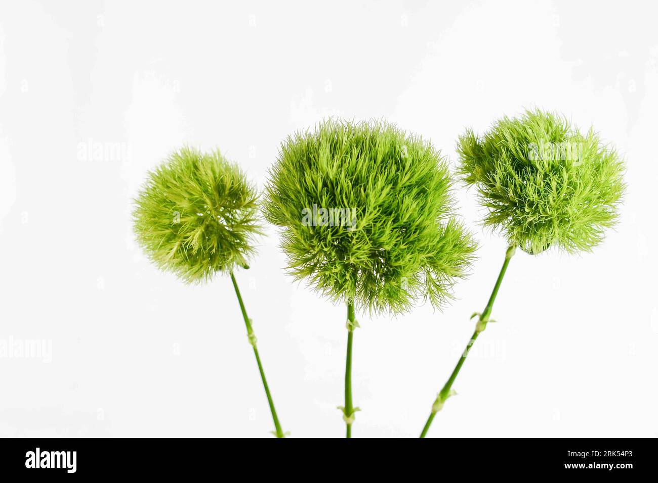 A Closeup shot of a Dianthus green ball plant on a crisp white ...