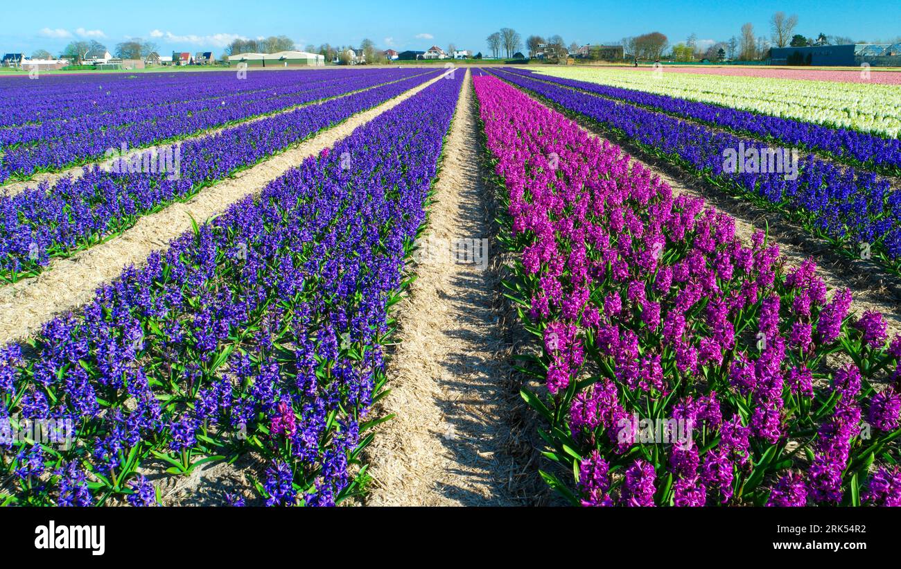 Hyacinth flower field in the Netherlands during spring, Floral spring ...
