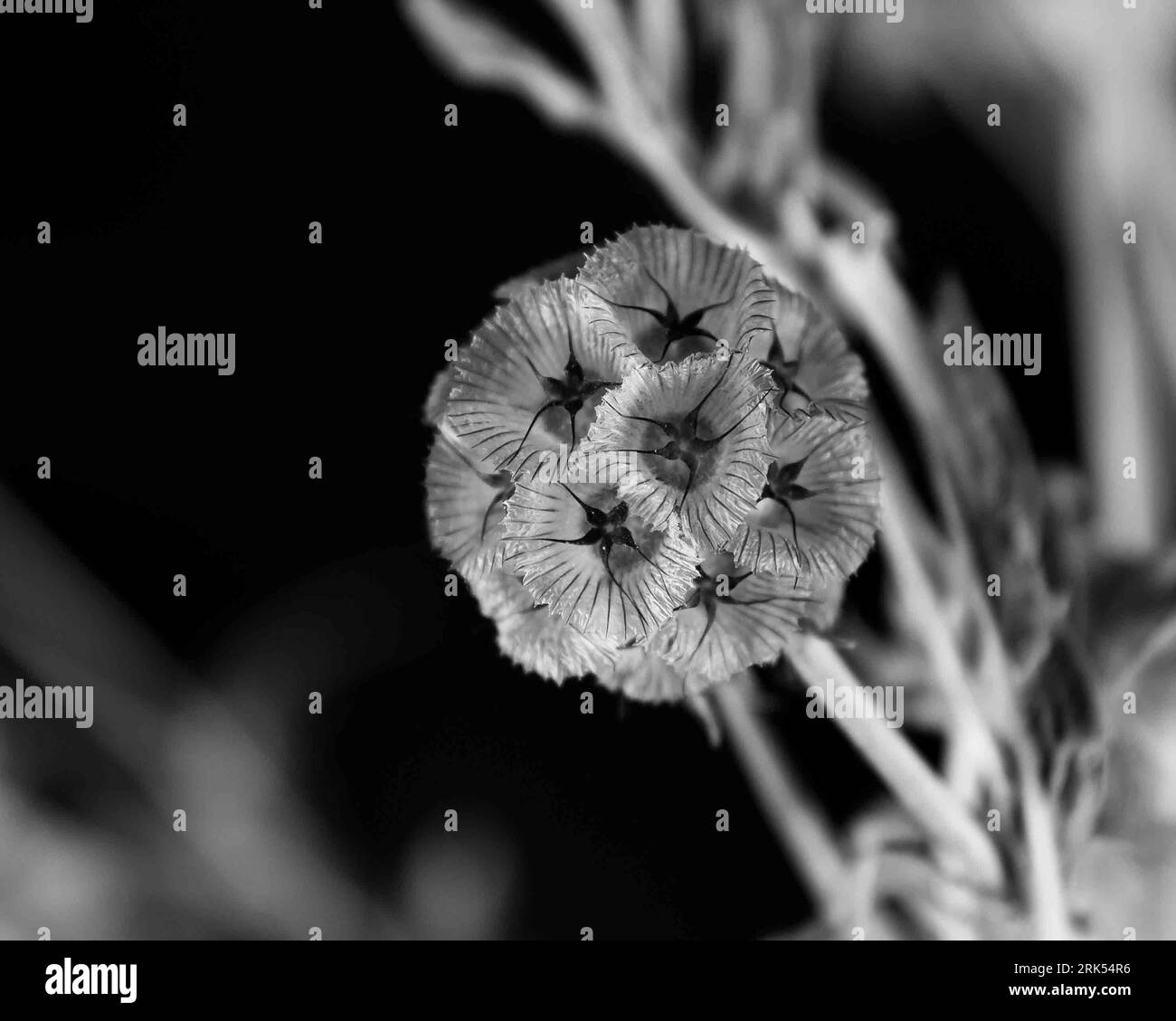 Scabiosis Black and White Stock Photos & Images - Alamy
