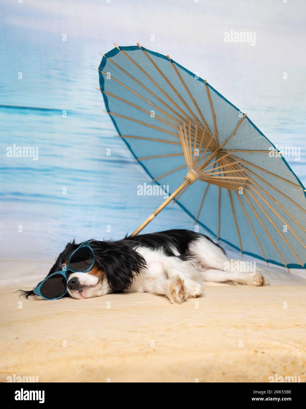 A white spotted dog relaxing in the shade of a colorful beach umbrella ...