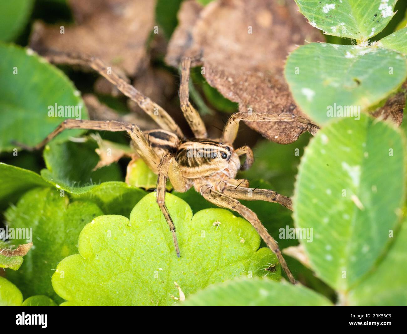 A close-up of a rabid wolf spider slowly crawling on a lush, leaf ...