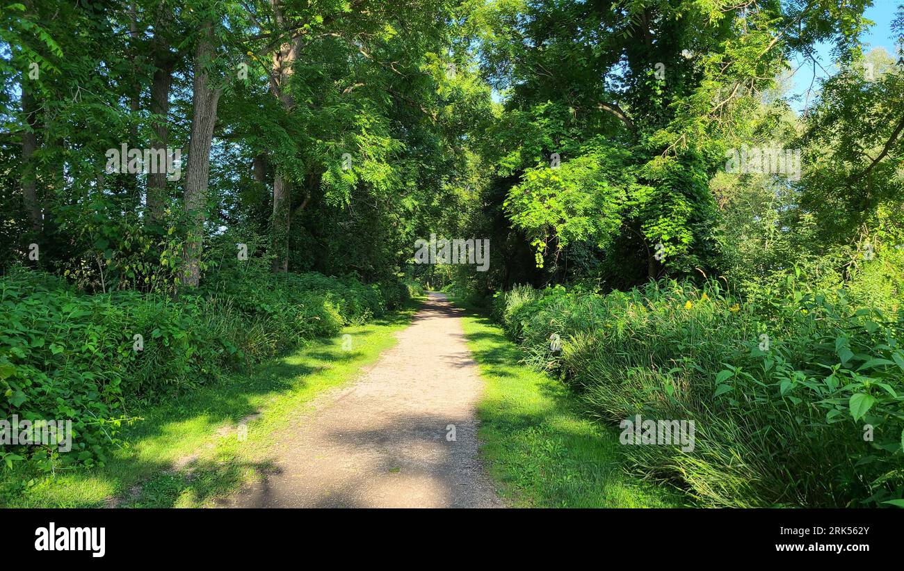 A scenic pathway situated in a lush, verdant forest, with an abundance ...